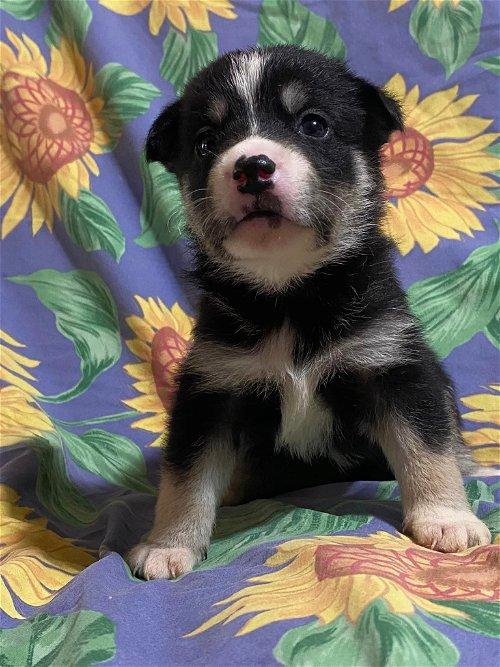 Adoptable Border Collie Dogs | Chewy.com