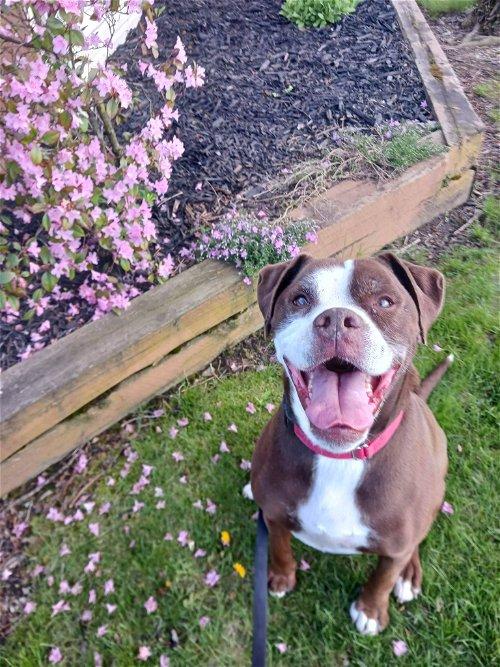 Adoptable Dogs & Puppies in Lorain, OH | Chewy.com