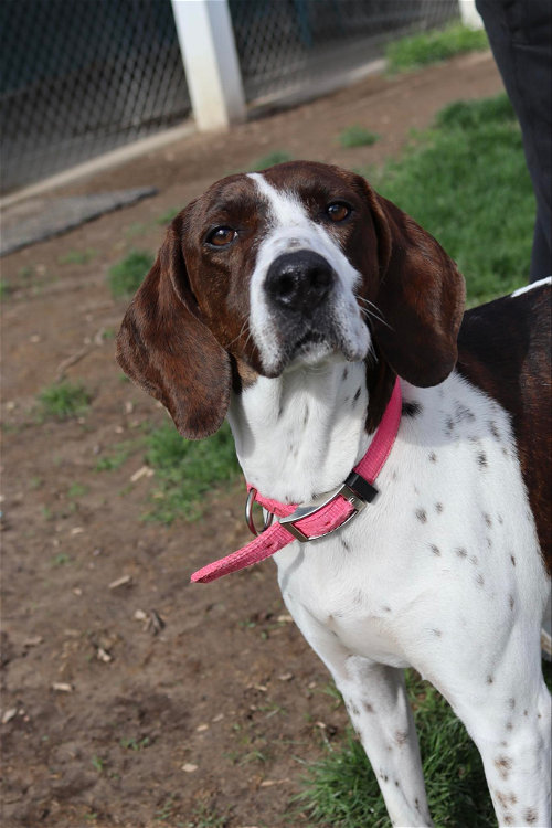 Adoptable English Coonhound Dogs | Chewy.com
