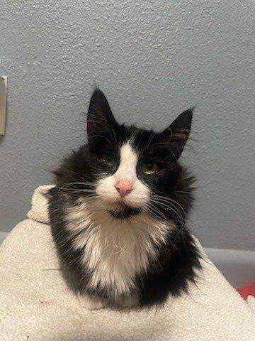 Adoptable Cats & Kittens in Portland, OR | Chewy.com