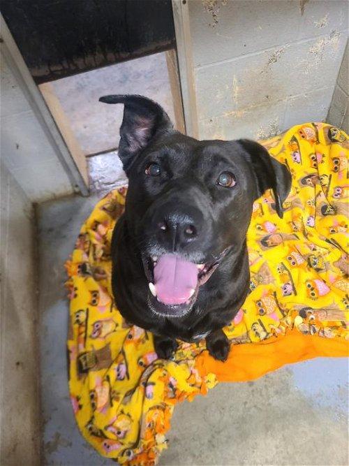 Huntsville, AL Animal Shelters & Rescues | Chewy.com