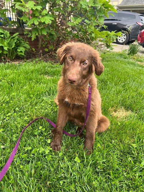 Adoptable Border Collie Dogs | Chewy.com