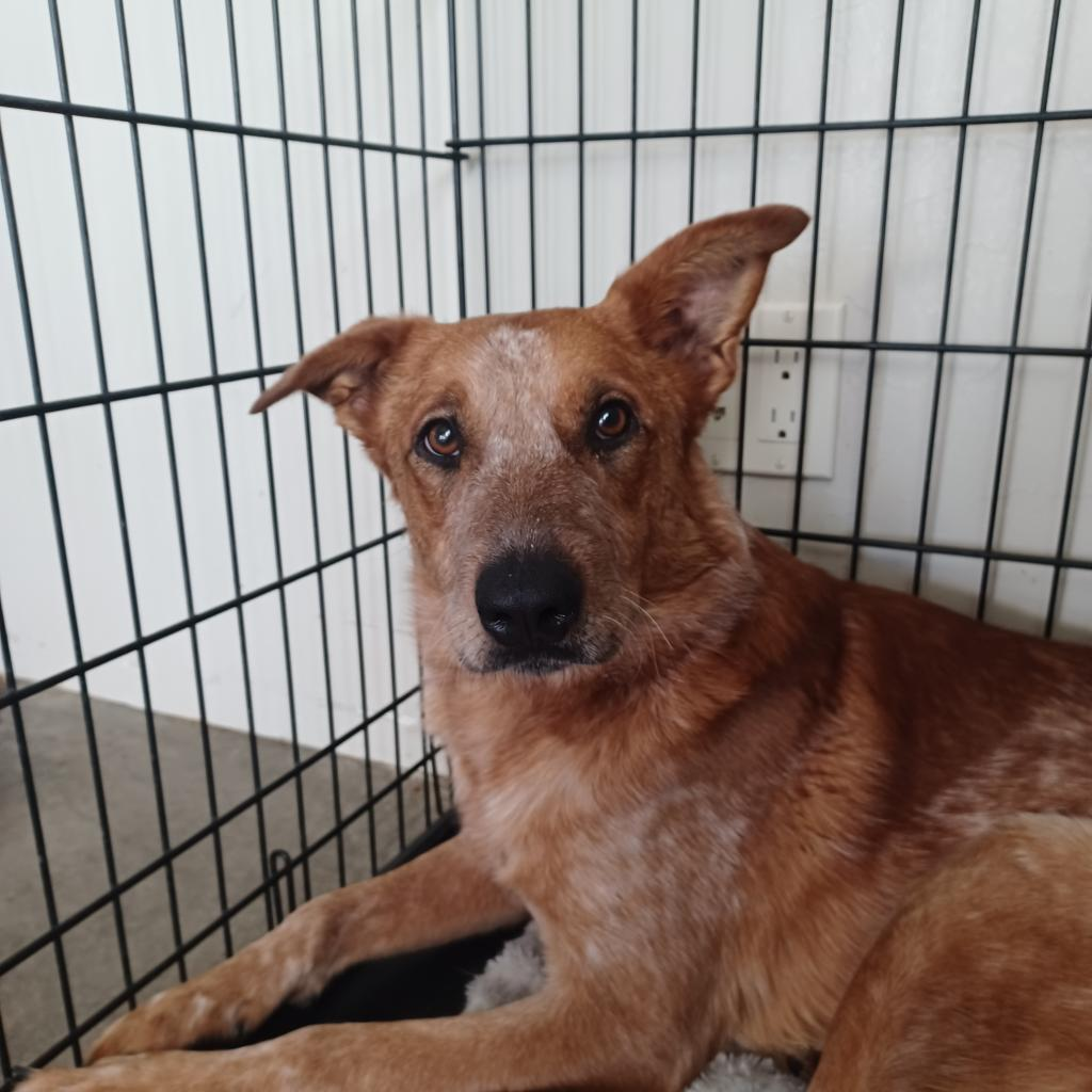 Adoptable Dogs & Puppies in Tucson, AZ | Chewy.com