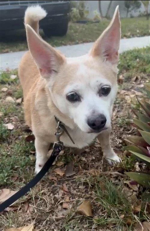 Adoptable Corgi Dogs | Chewy.com