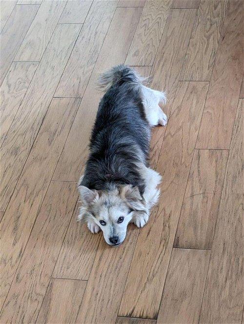 Adoptable Corgi Dogs | Chewy.com
