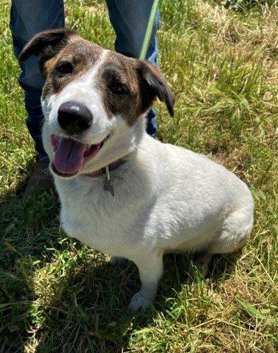 Adoptable Queensland Heeler Dogs | Chewy.com