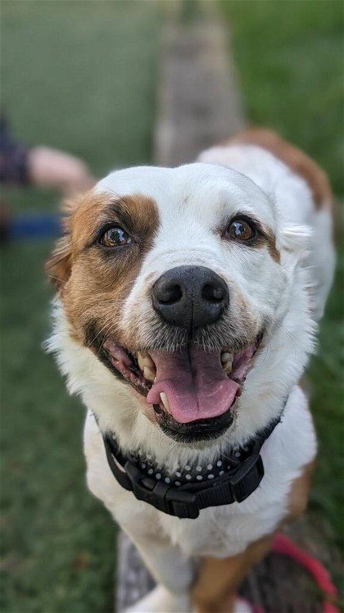 Adoptable Corgi Dogs | Chewy.com