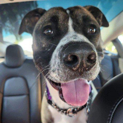 Adoptable Dogs & Puppies in Phoenix, AZ | Chewy.com