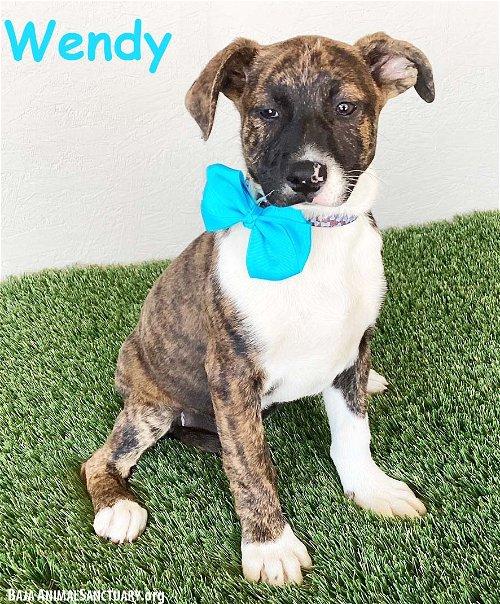 Adoptable Dutch Shepherd Dogs | Chewy.com