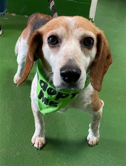 Adoptable Beagle Dogs | Chewy.com