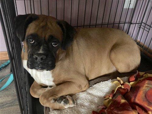 Adoptable Dogs & Puppies in Rochester, MN | Chewy.com