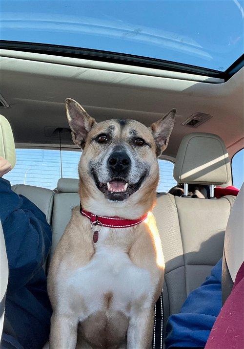 Adoptable Dogs & Puppies in Fargo, ND | Chewy.com