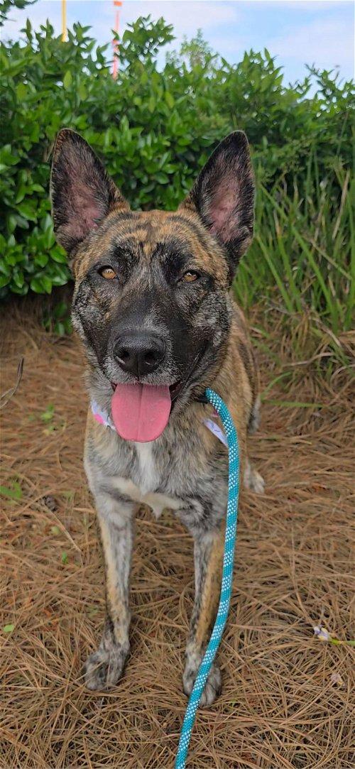 Adoptable Dutch Shepherd Dogs | Chewy.com