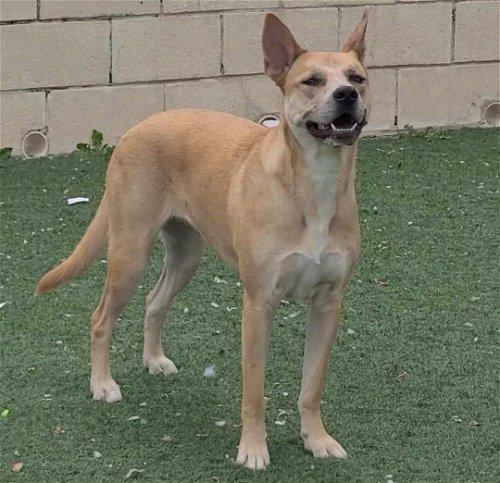Rockwall Adoption Center | Rockwall, TX | Chewy