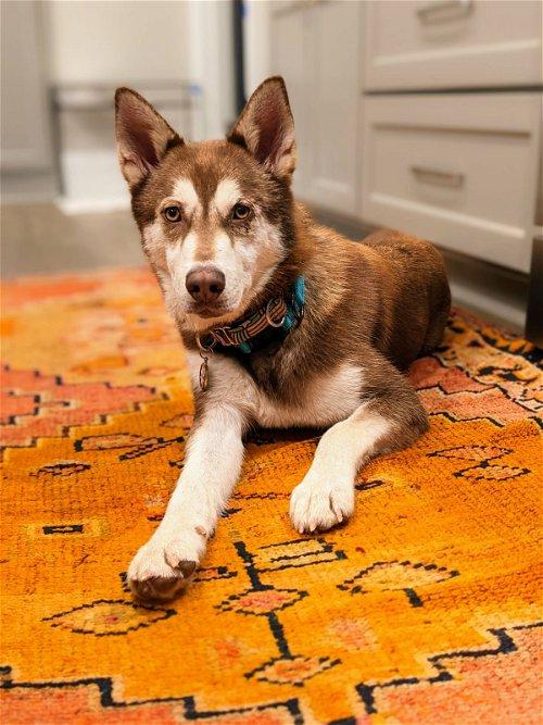 Adoptable Dogs & Puppies in Dallas, TX | Chewy.com