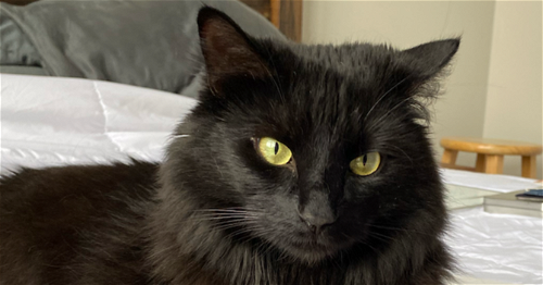 Adoptable Cats & Kittens in Richmond, VA | Chewy.com
