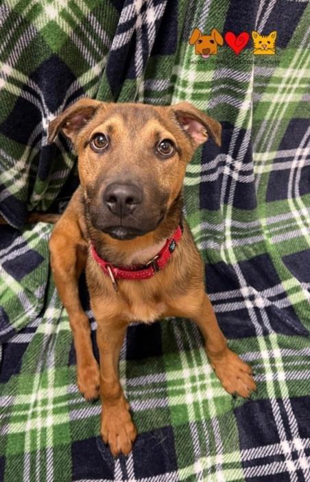 Adoptable Dogs & Puppies in Pittsburgh, PA | Chewy.com
