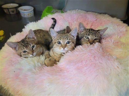 Adoptable Polydactyl Cats | Chewy.com