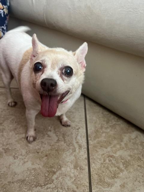 Adoptable Chihuahua Dogs | Chewy.com