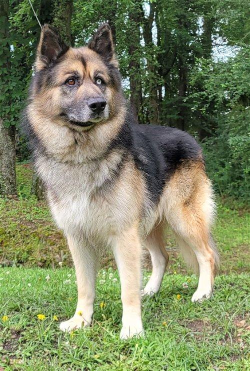 Adoptable Dogs & Puppies in Montgomery, AL | Chewy.com