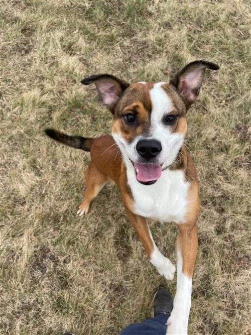 Adoptable Dogs & Puppies in Fargo, ND | Chewy.com