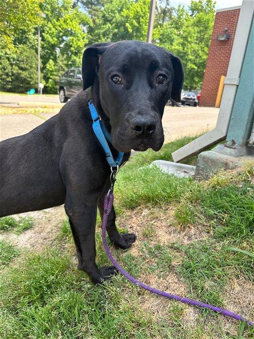 Adoptable Dogs & Puppies in Durham, NC | Chewy.com