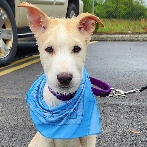 Adoptable Dogs & Puppies in Pittsburgh, PA | Chewy.com