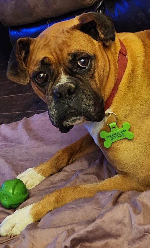 Adoptable Dogs & Puppies in Rochester, MN | Chewy.com