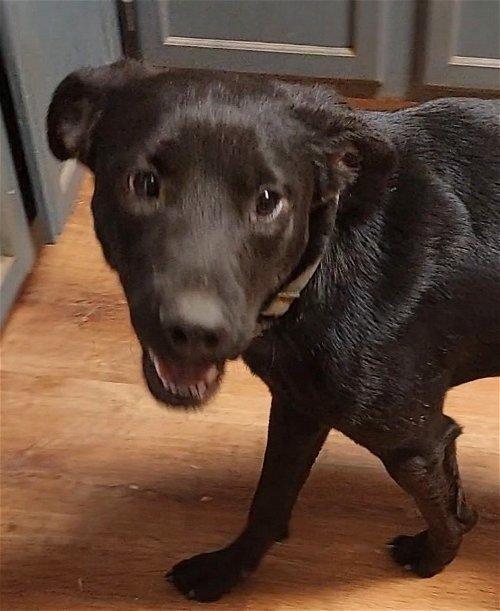 Adoptable Dogs & Puppies in Warwick, RI | Chewy.com