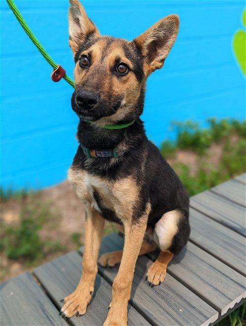 Adoptable Dogs & Puppies in Minneapolis, MN | Chewy.com