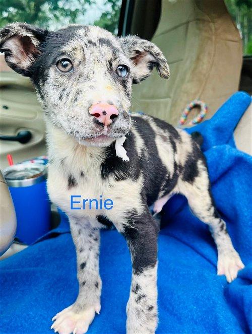 Scranton, PA Animal Shelters & Rescues | Chewy.com