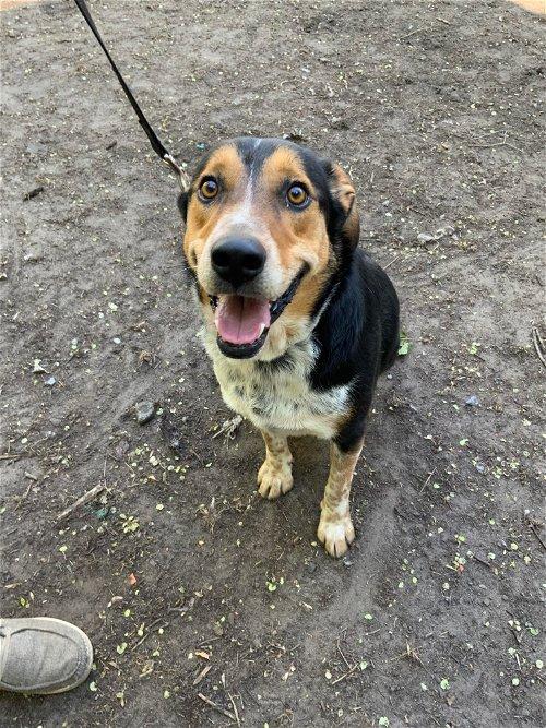 Adoptable Dogs & Puppies in Minneapolis, MN | Chewy.com