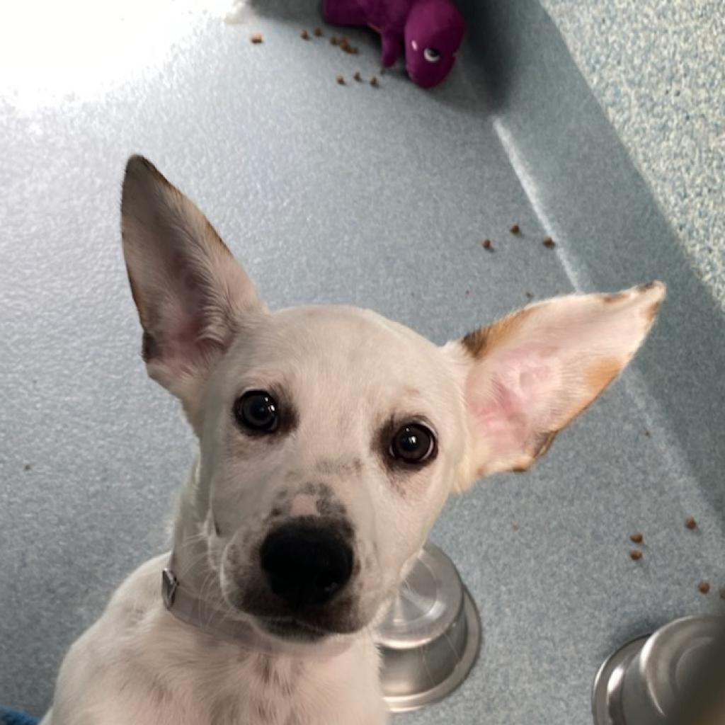 Adoptable Border Collie Dogs | Chewy.com