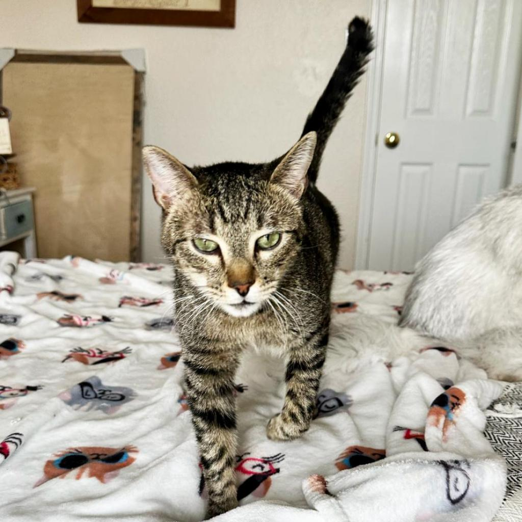 Adoptable Cats & Kittens in Bryan, TX | Chewy.com