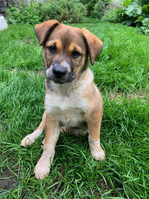 Spokane, WA Animal Shelters & Rescues | Chewy.com