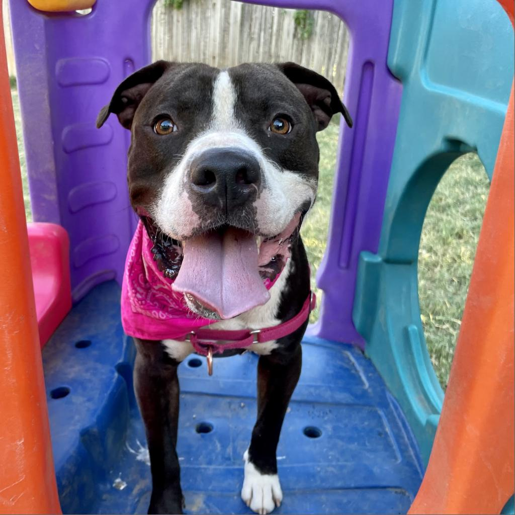 Adoptable Pit Bull Terrier Dogs | Chewy.com