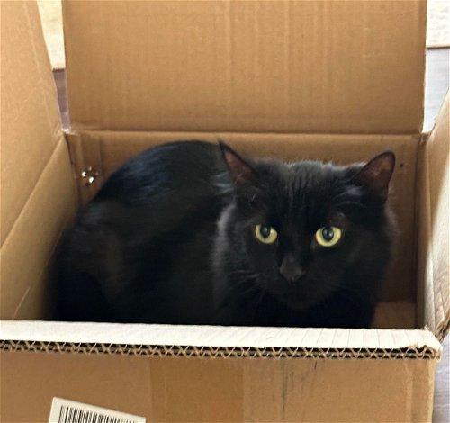 Adoptable Cats & Kittens in Augusta, GA | Chewy.com