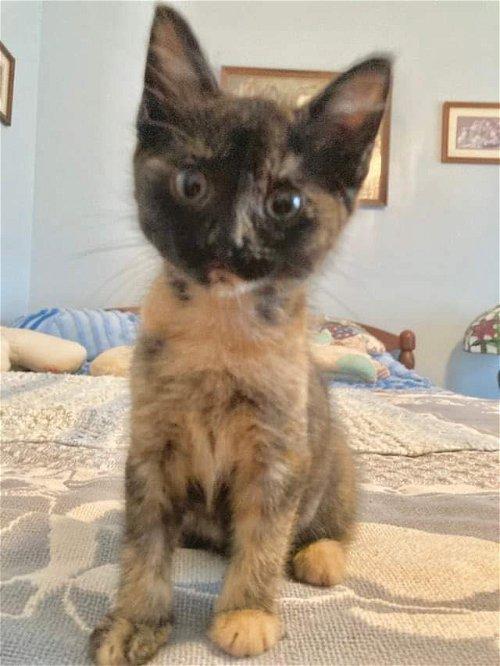 Adoptable Cats & Kittens in Macon, GA | Chewy.com