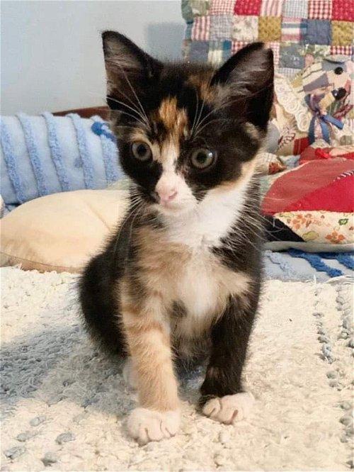 Adoptable Cats & Kittens in Macon, GA | Chewy.com