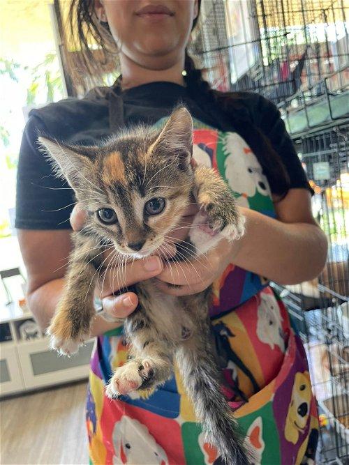 Adoptable Cats & Kittens in Boca Raton, FL | Chewy.com