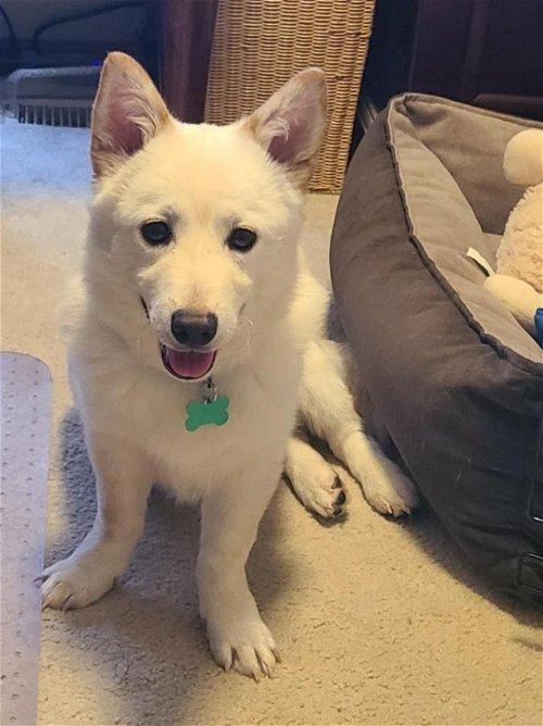 Adoptable Jindo Dogs | Chewy.com