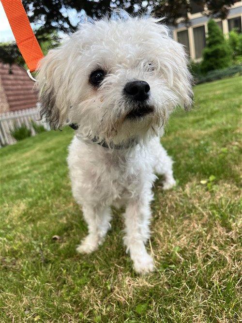 Adoptable Dogs & Puppies in Clifton, NJ | Chewy.com