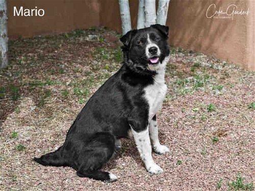 Adoptable Dogs & Puppies in Albuquerque, NM | Chewy.com