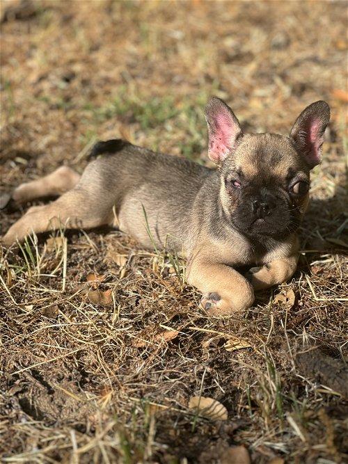 Adoptable Dogs & Puppies in Sacramento, CA | Chewy.com