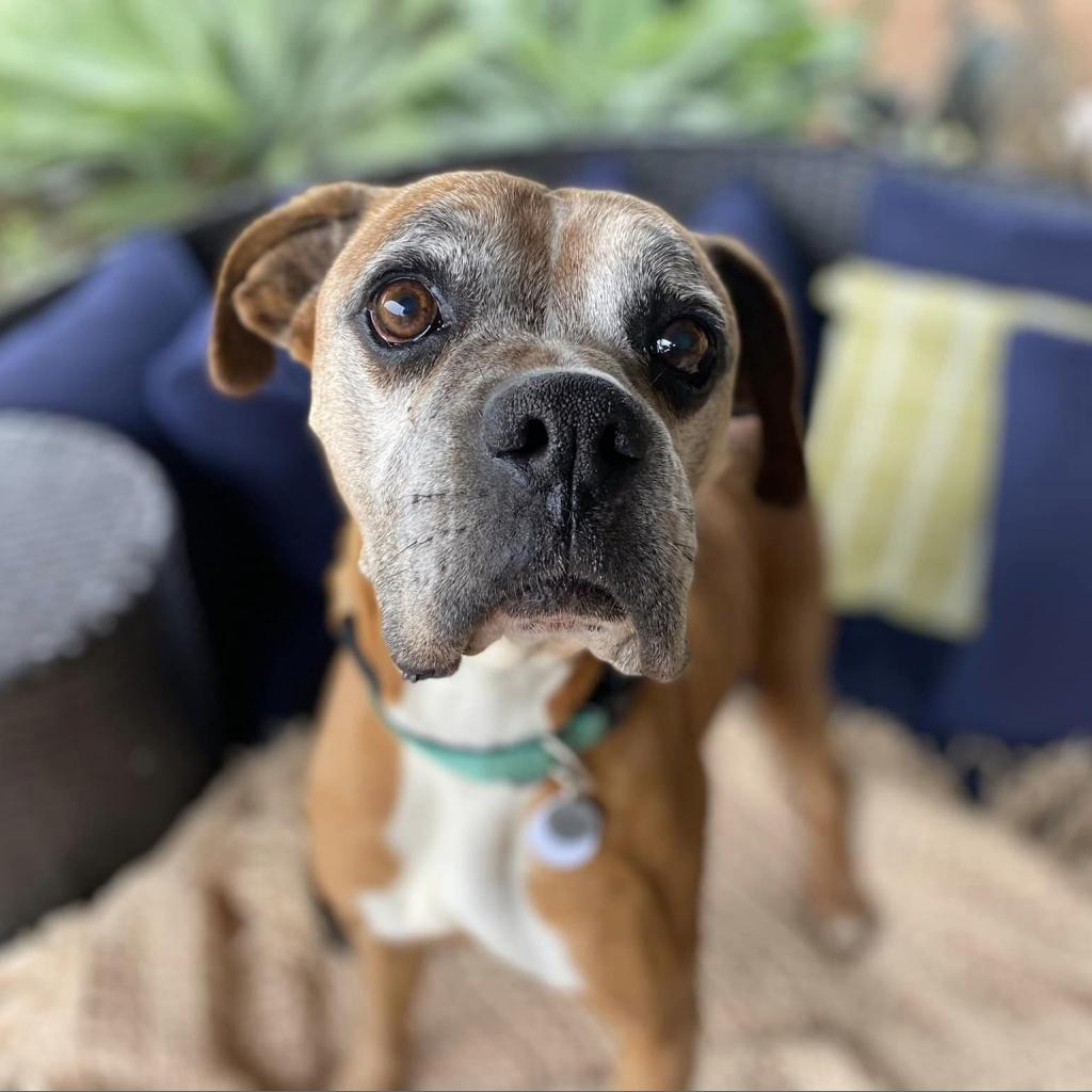 Adoptable Dogs & Puppies in San Diego, CA | Chewy.com