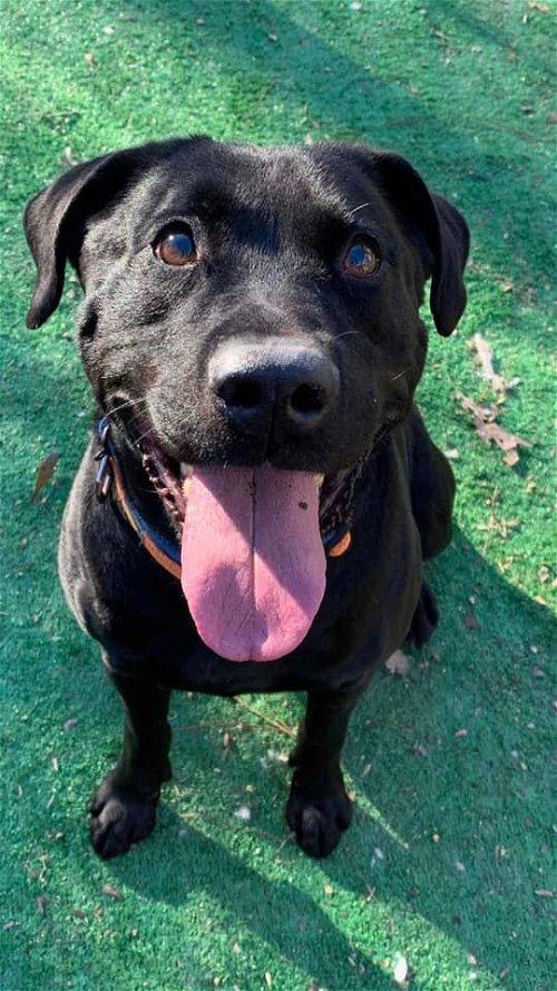 Adoptable Dogs & Puppies in Chattanooga, TN | Chewy.com
