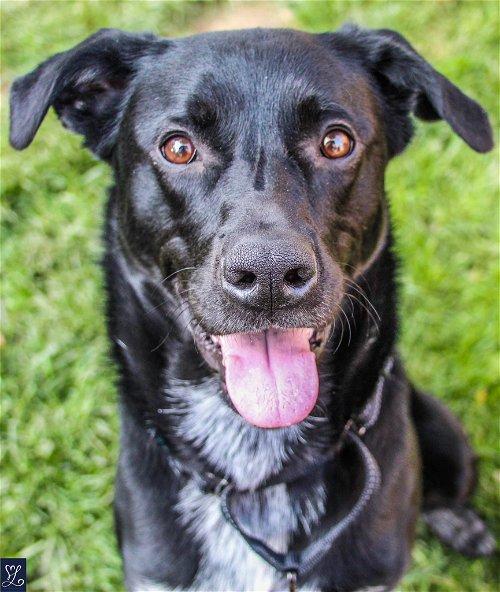 Adoptable Border Collie Dogs | Chewy.com