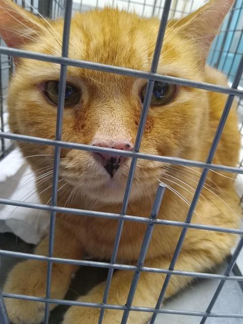 Adoptable Cats & Kittens in Henderson, NV | Chewy.com