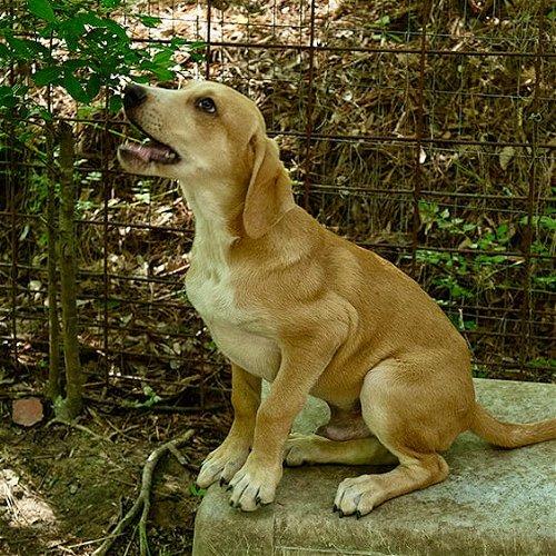 Adoptable Dogs & Puppies in Augusta, GA | Chewy.com