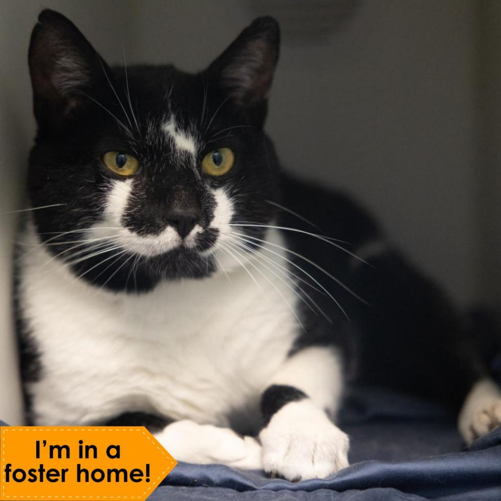 Adoptable Cats & Kittens in Philadelphia, PA | Chewy.com